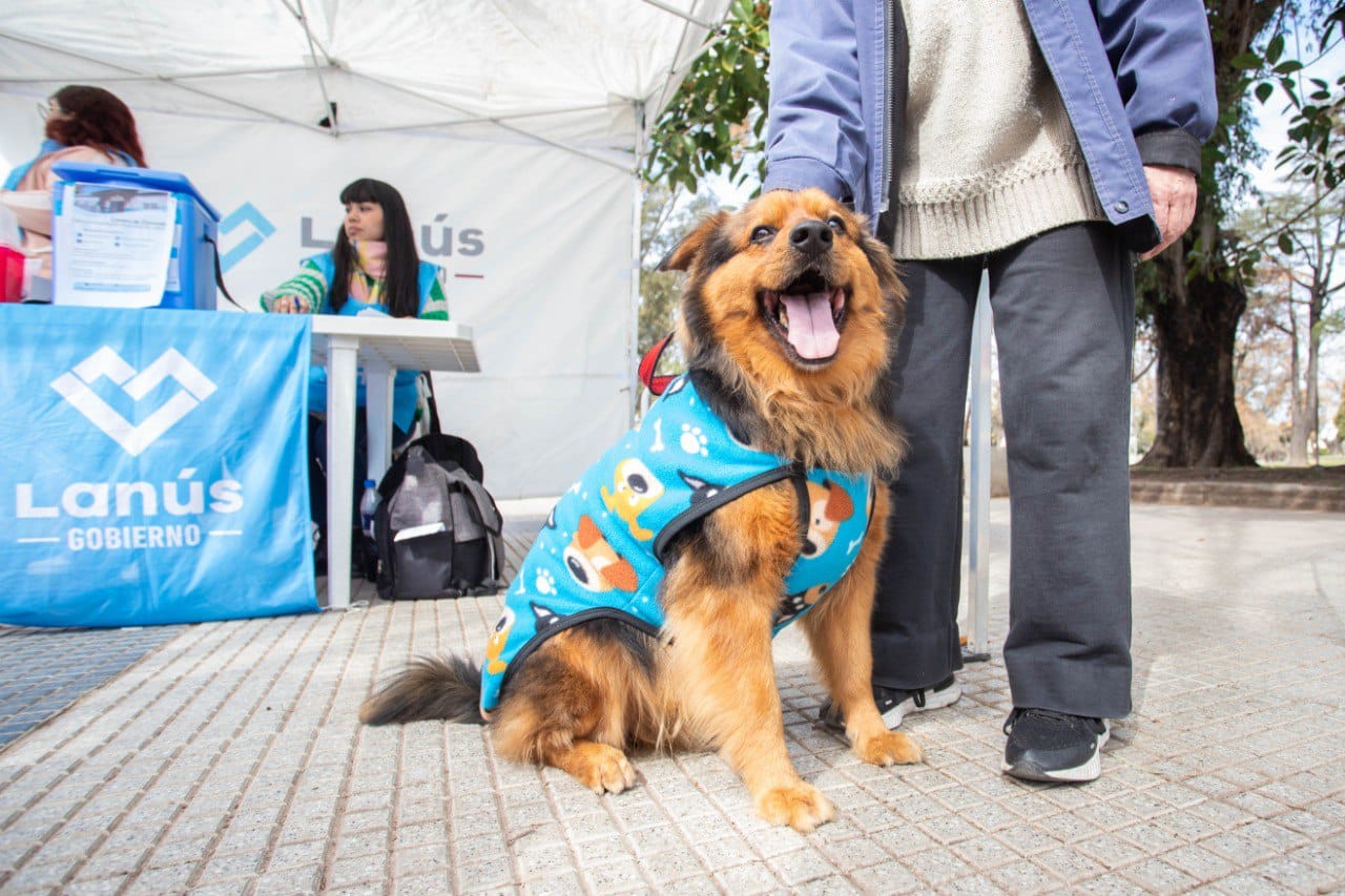 Mega Operativo de Castración y Vacunación en Lanús Oeste